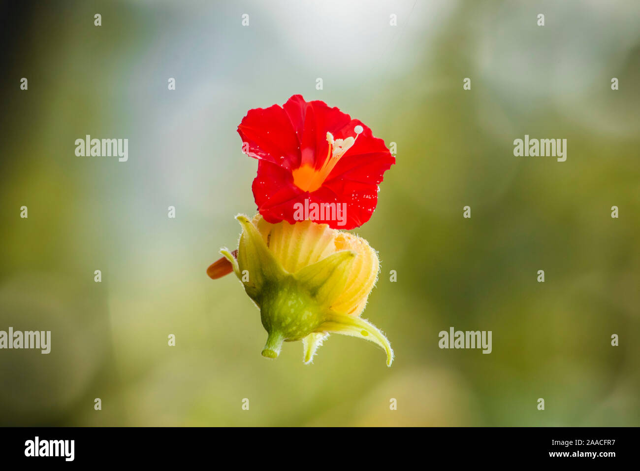 red and yellow (luffa) flower hanging from a thread of spiderweb ...