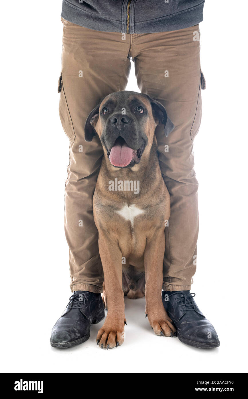 puppy italian mastiff in front of white background Stock Photo - Alamy