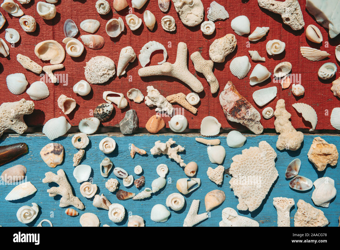 Marine composition with different sea shells on colorful wooden surface ...