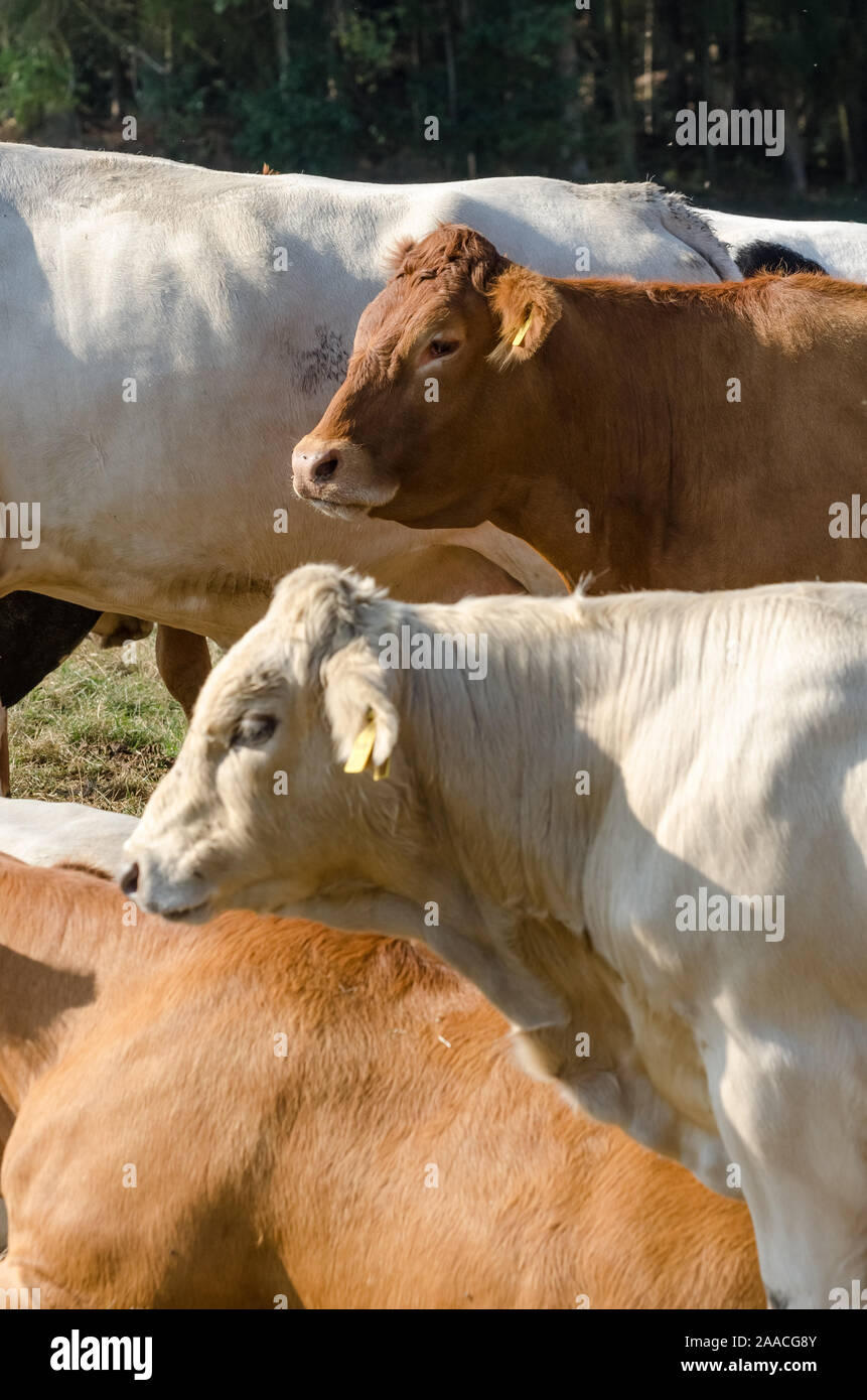 Domestic cattle hi-res stock photography and images - Alamy