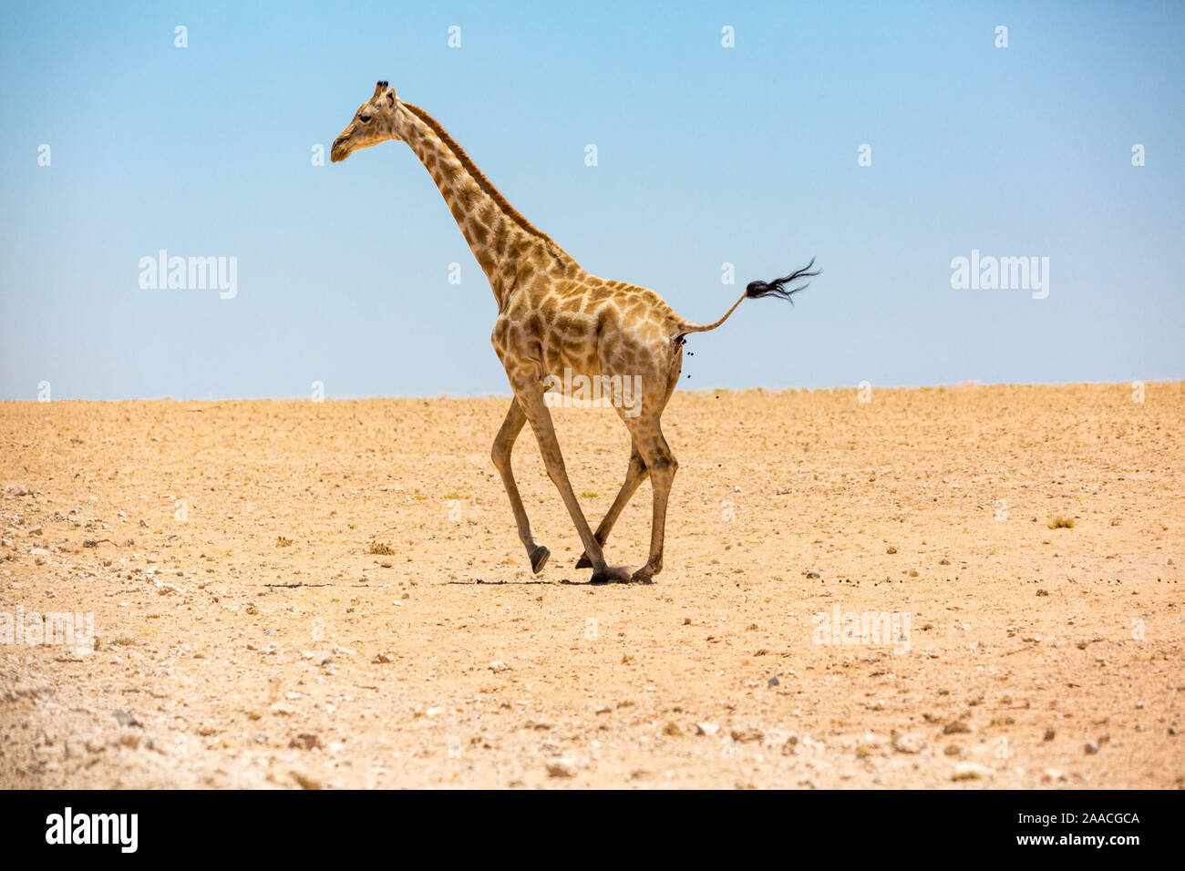 Giraffe in the desert hi-res stock photography and images - Alamy