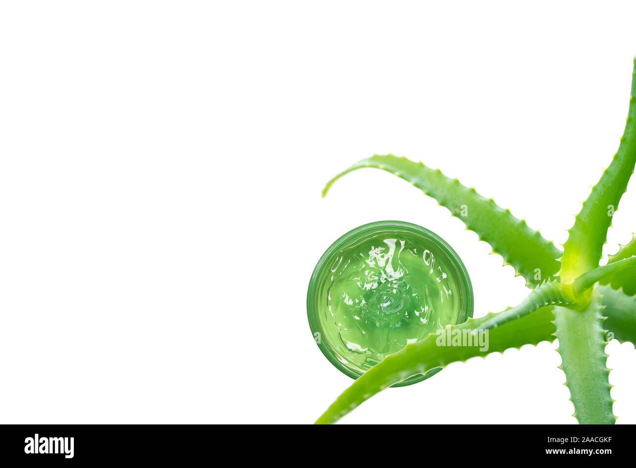 Flat lay with aloe leaves. Aloe Vera Gel in circle box isolated on a ...