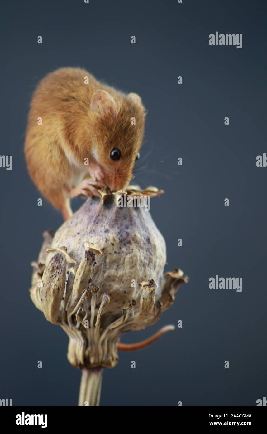 Dried Mice High Resolution Stock Photography and Images - Alamy