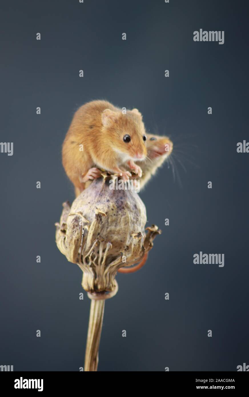 Harvest mouse on dried flower Stock Photo - Alamy