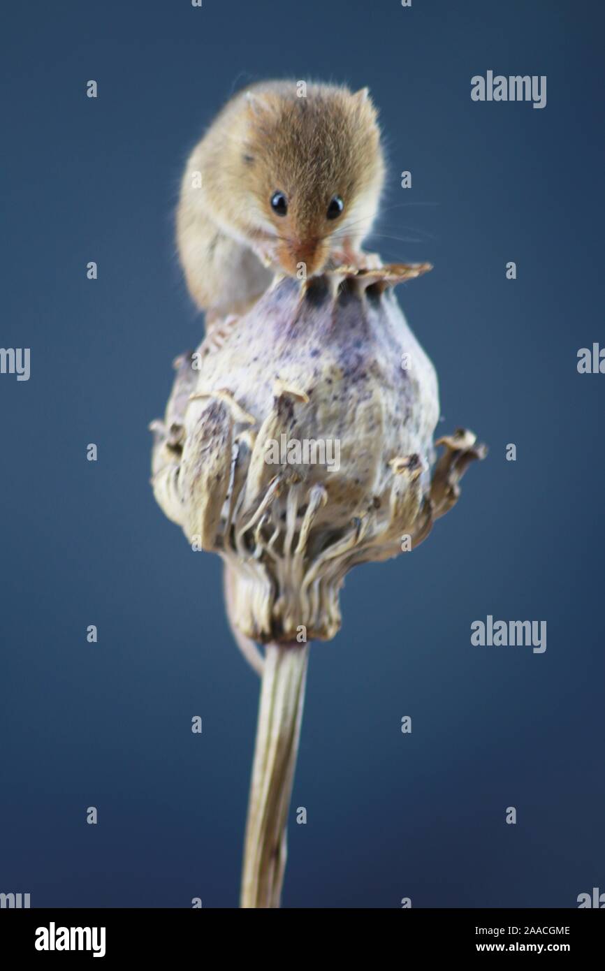 Dried Mice High Resolution Stock Photography and Images - Alamy