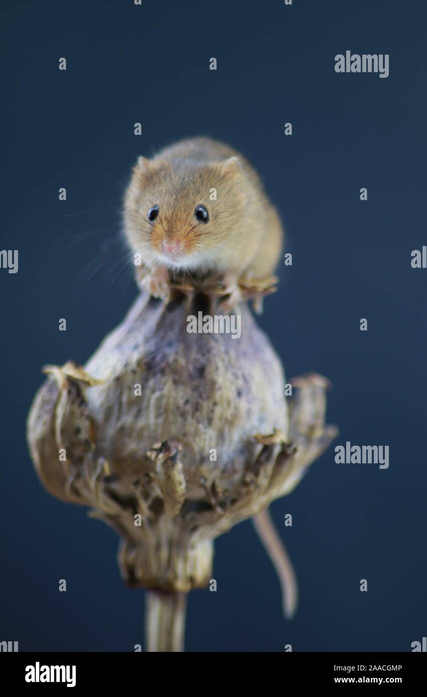 Harvest mouse on dried flower Stock Photo - Alamy