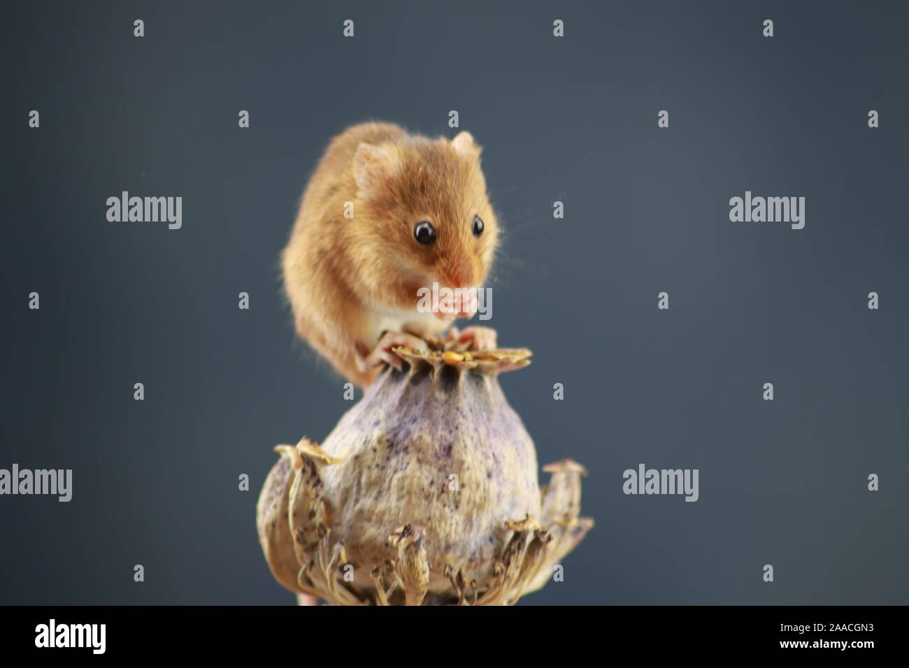 Harvest mouse on dried flower Stock Photo - Alamy