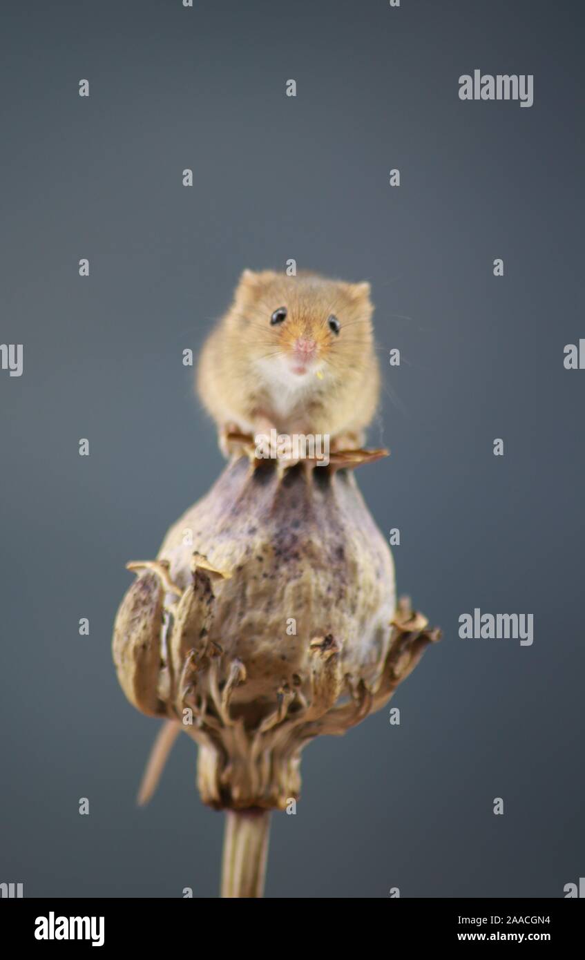 Dried mice hi-res stock photography and images - Alamy