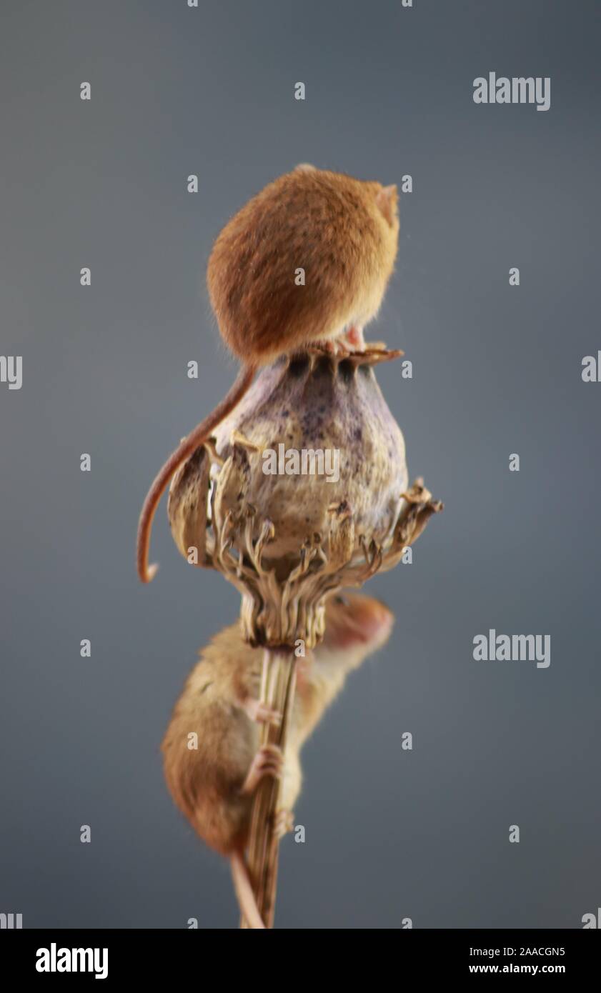 Dried mice hi-res stock photography and images - Alamy