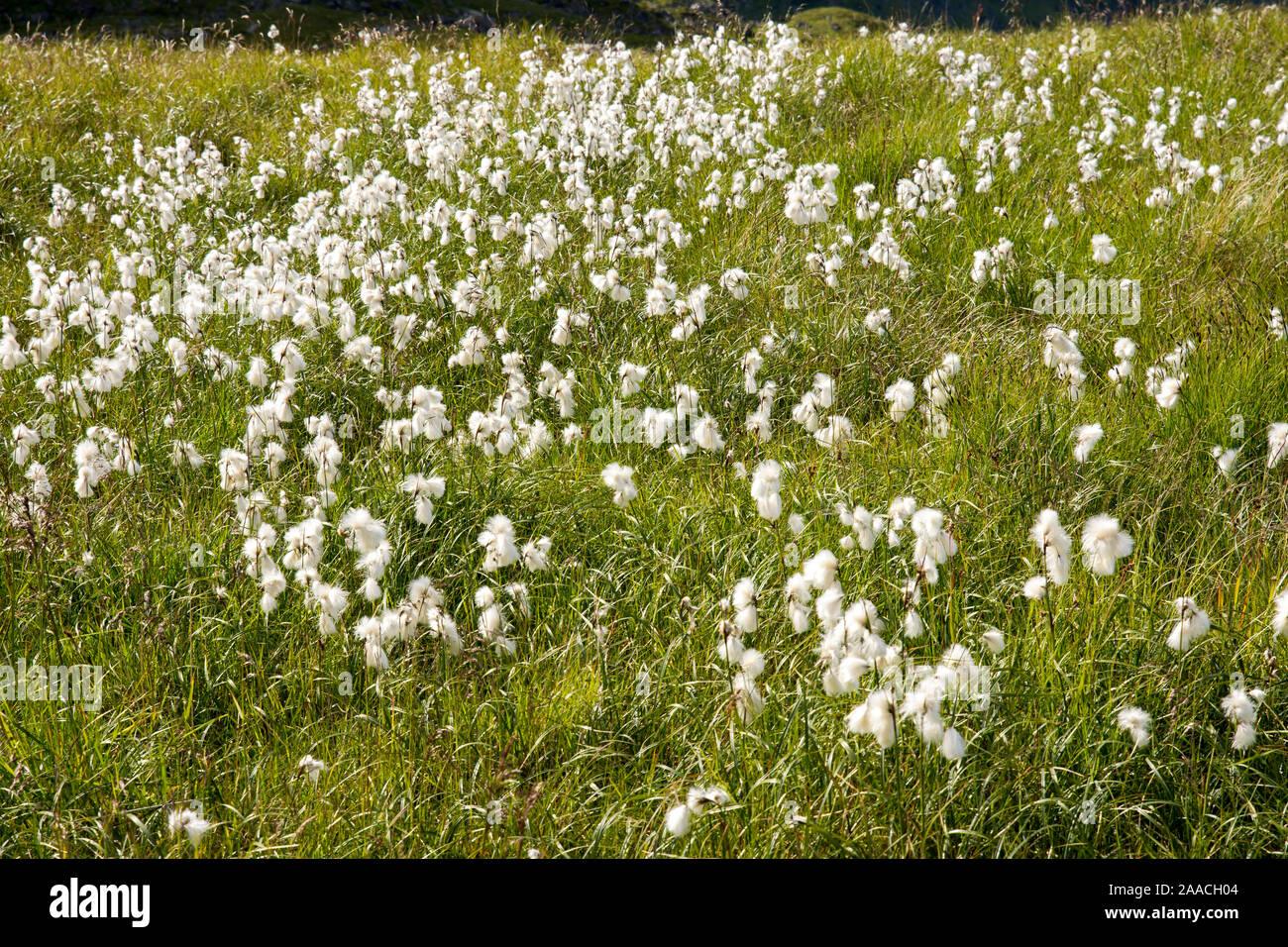 landscape in protected park area Borga Eggum in Eggum in Lofoten in ...