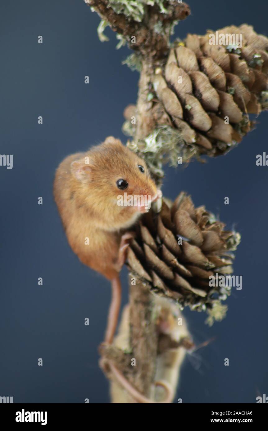 Harvest mouse on acorn Stock Photo - Alamy