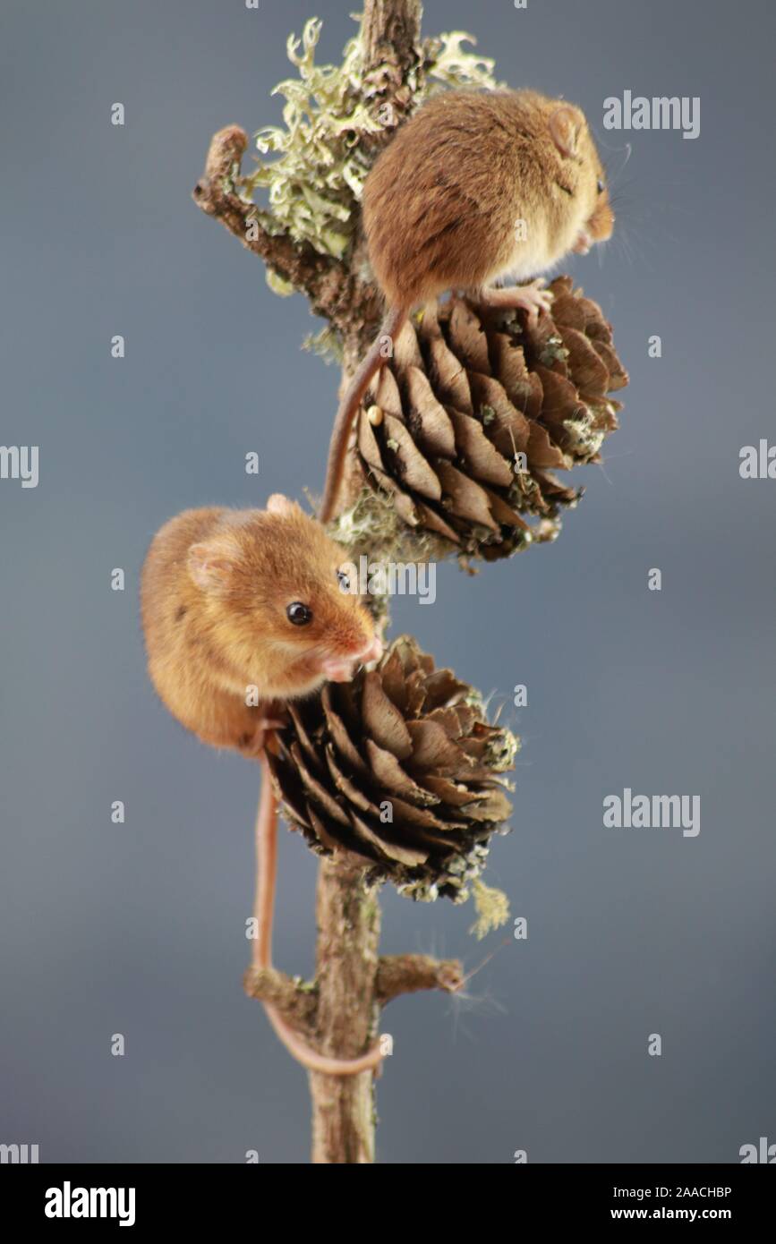 Mouse with acorn hi-res stock photography and images - Alamy