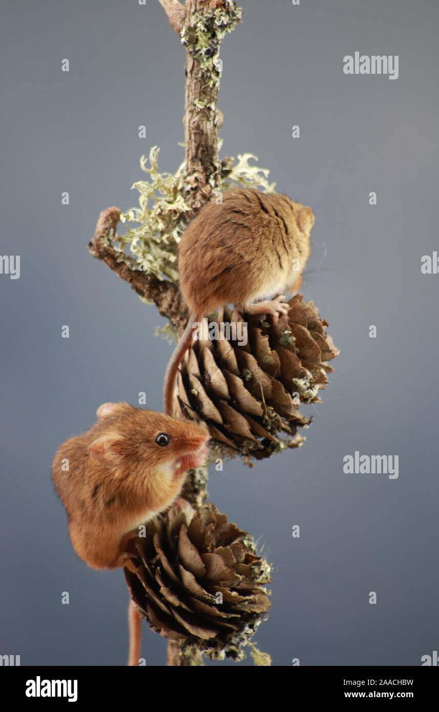 Harvest mouse on acorn Stock Photo - Alamy