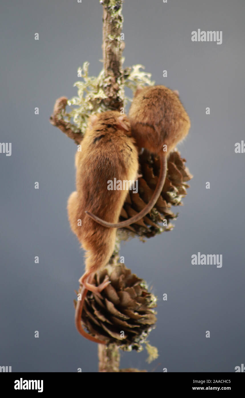 Harvest mouse on acorn Stock Photo - Alamy
