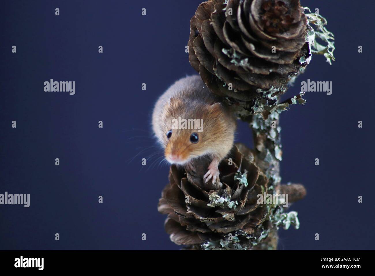 Harvest mouse on acorn Stock Photo - Alamy