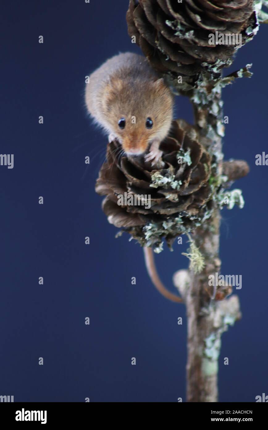 Harvest mouse on acorn Stock Photo - Alamy