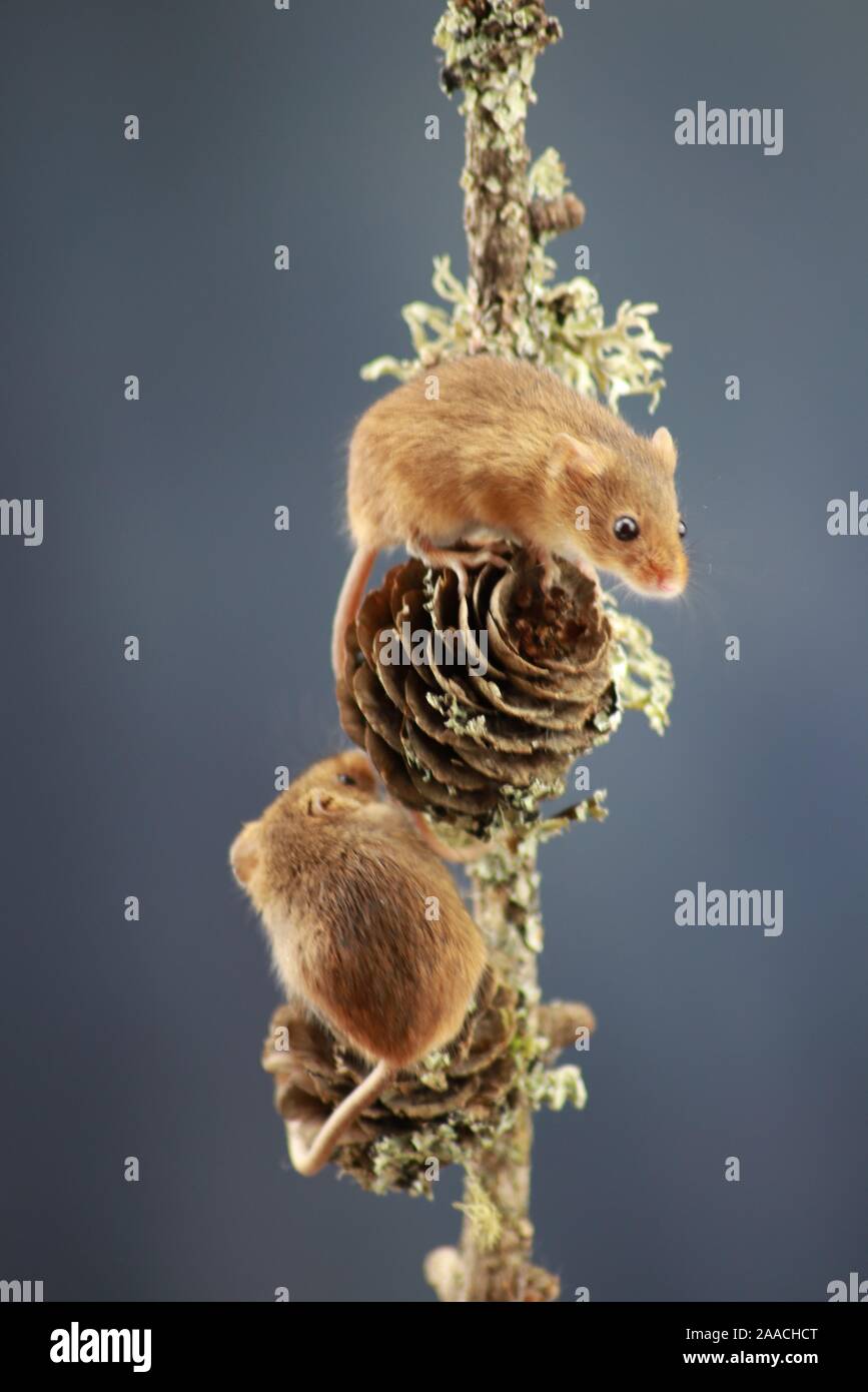 Harvest mouse on acorn Stock Photo - Alamy