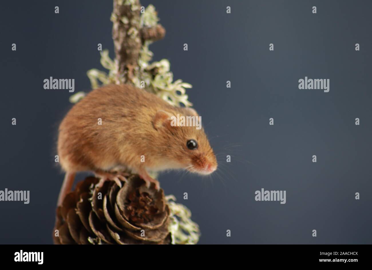 Harvest mouse on acorn Stock Photo - Alamy