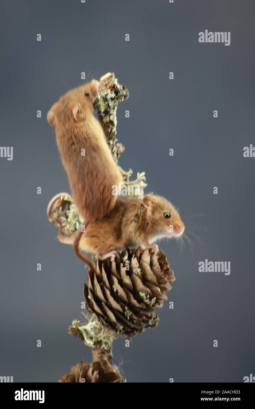 Harvest mouse on acorn Stock Photo - Alamy