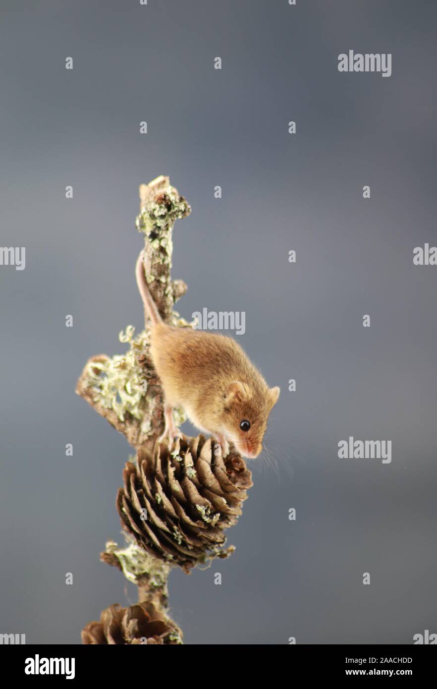 Harvest mouse on acorn Stock Photo - Alamy