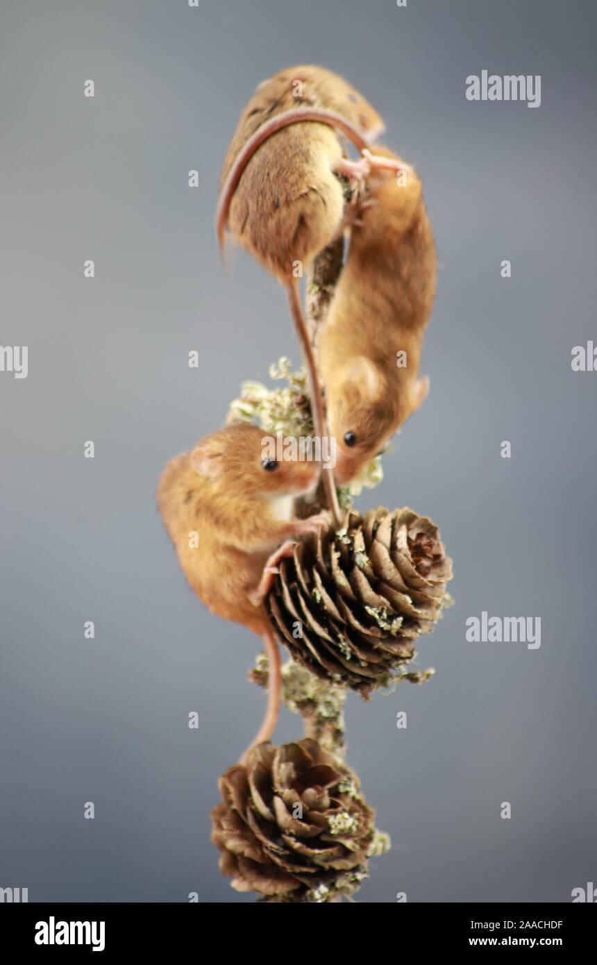 Harvest mouse on acorn Stock Photo - Alamy