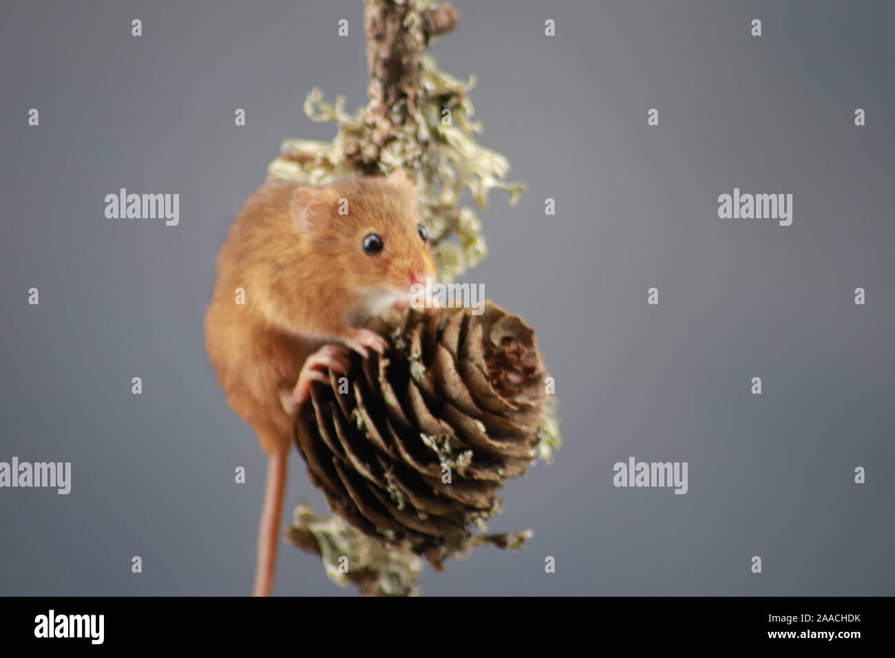 Harvest mouse on acorn Stock Photo - Alamy