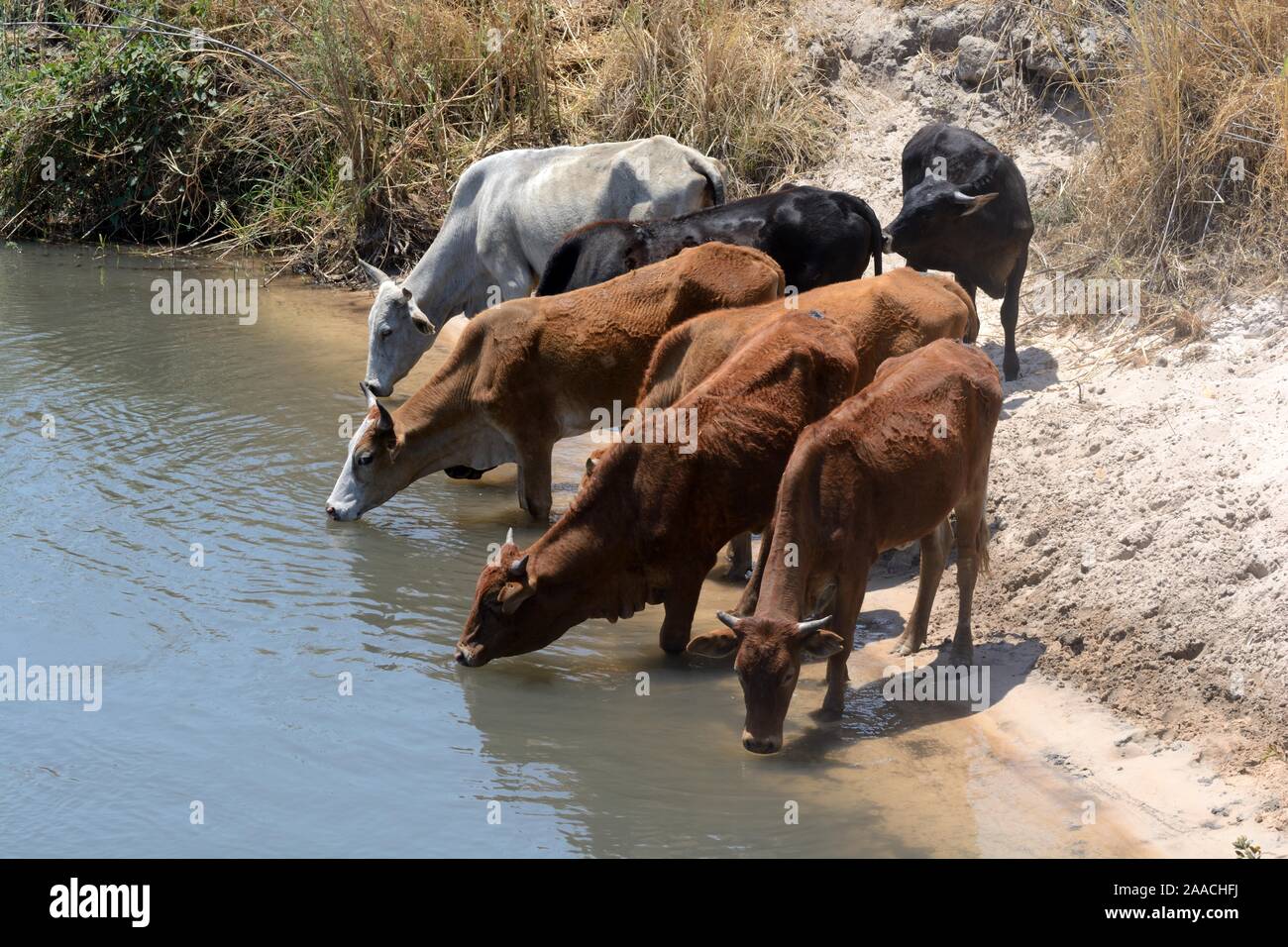 Botswana cattle hi-res stock photography and images - Alamy