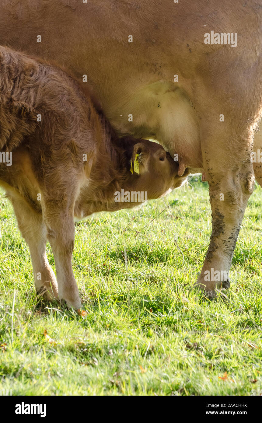 Calf drinking milk hi-res stock photography and images - Alamy