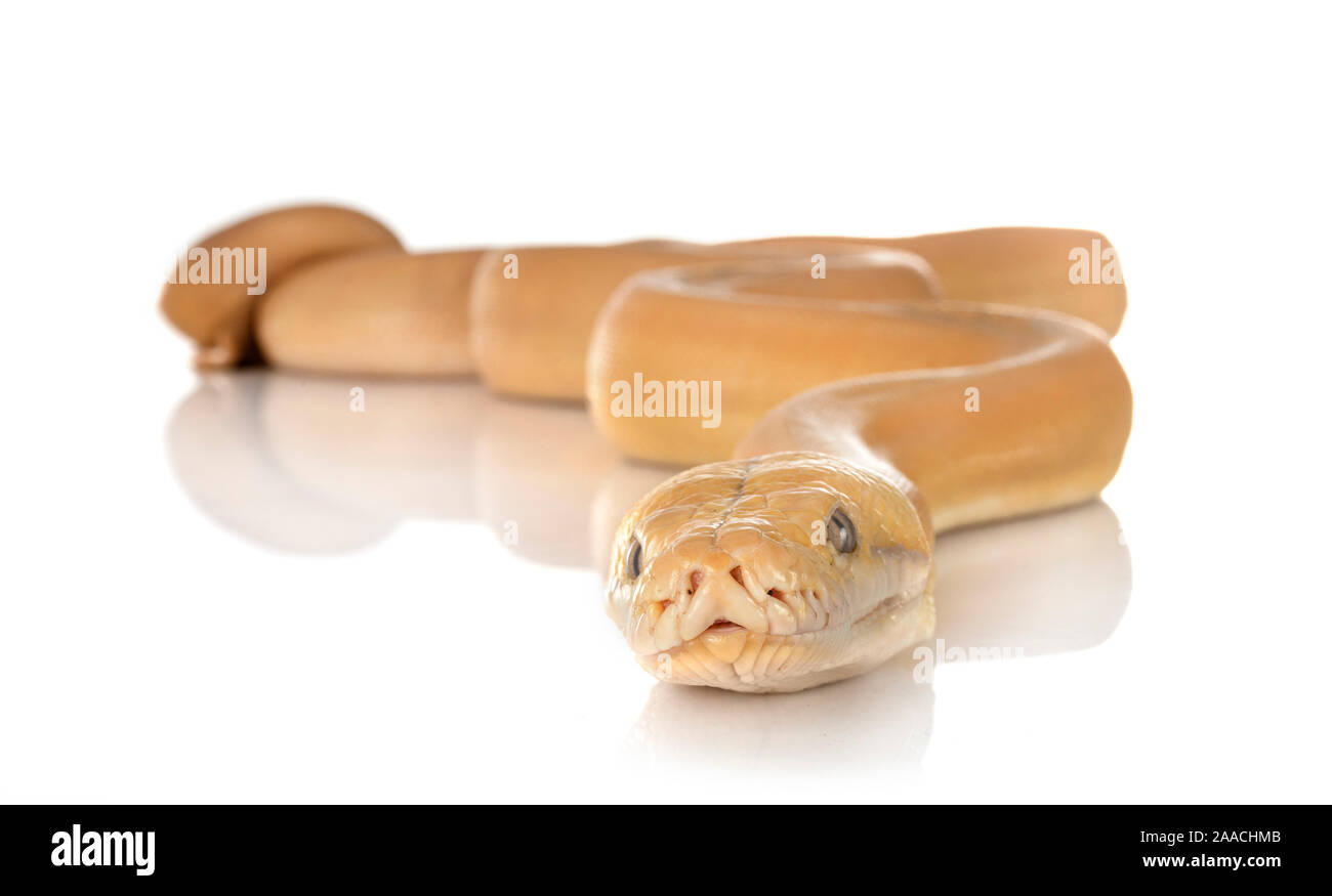 Reticulated python in front of white background Stock Photo - Alamy
