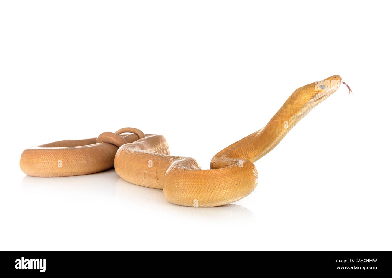 Reticulated python in front of white background Stock Photo - Alamy