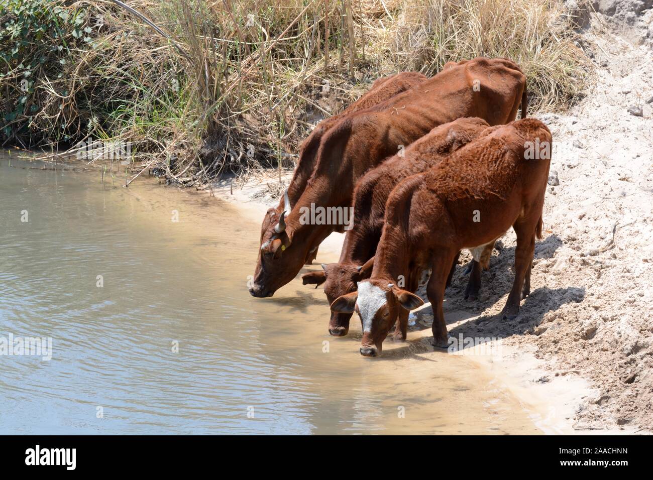 Botswana cattle hi-res stock photography and images - Alamy