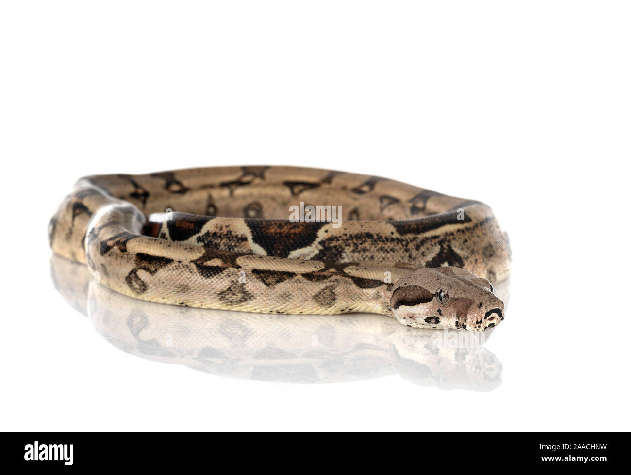 Boa imperator in front of white background Stock Photo - Alamy