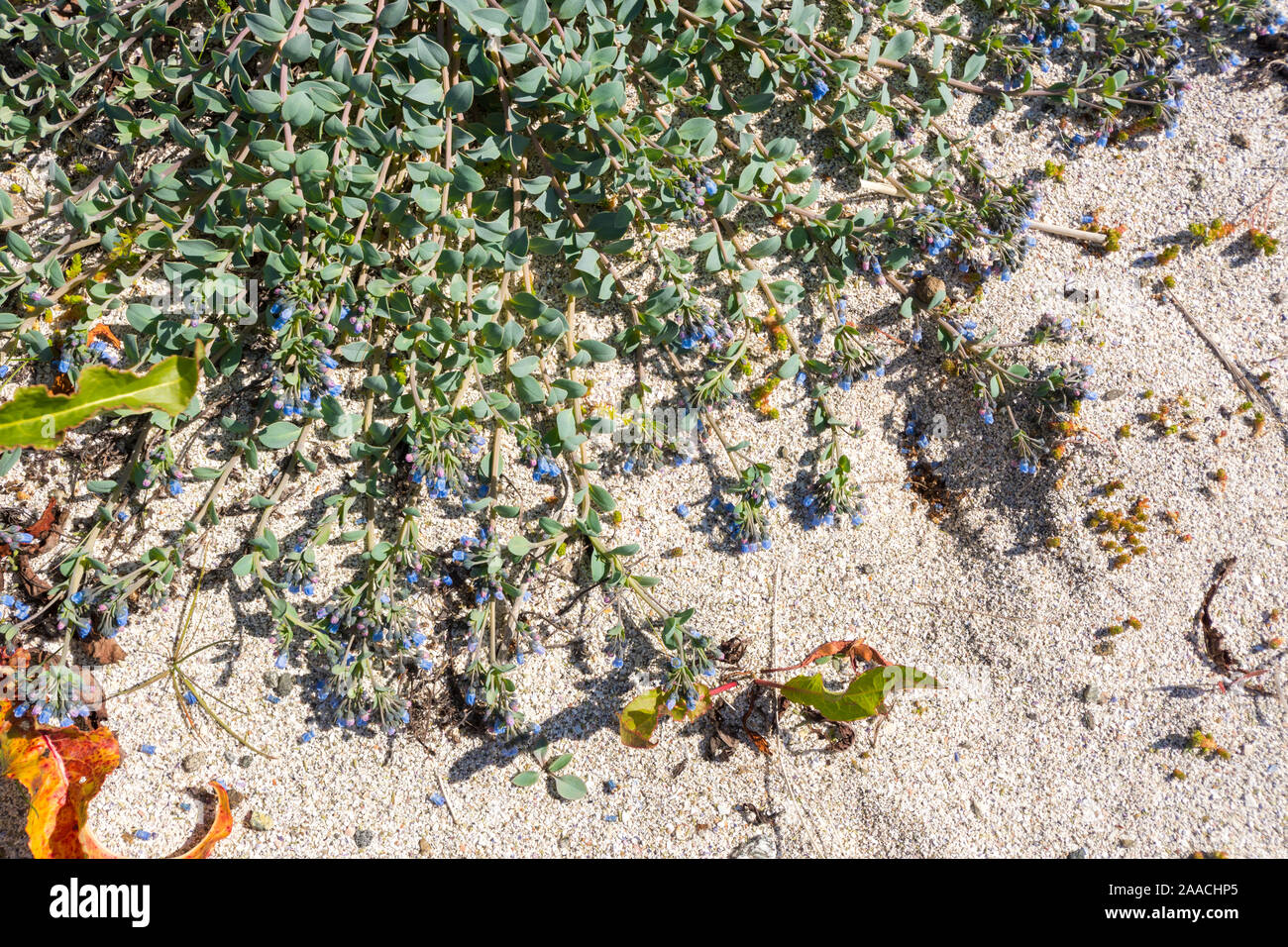 landscape in protected park area Borga Eggum in Eggum in Lofoten in ...