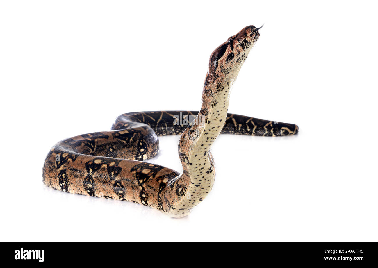 Boa imperator in front of white background Stock Photo - Alamy