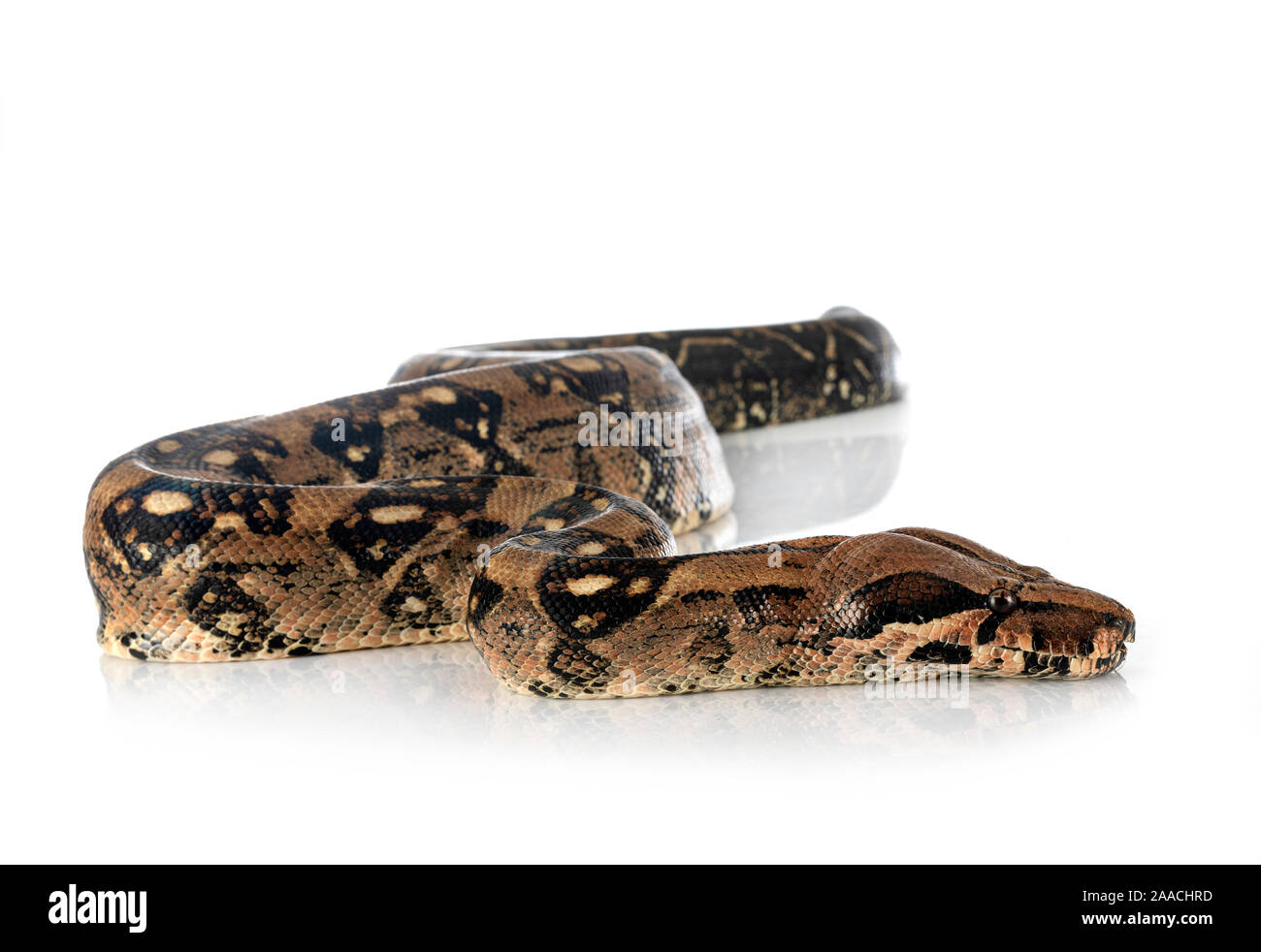 Boa imperator in front of white background Stock Photo - Alamy