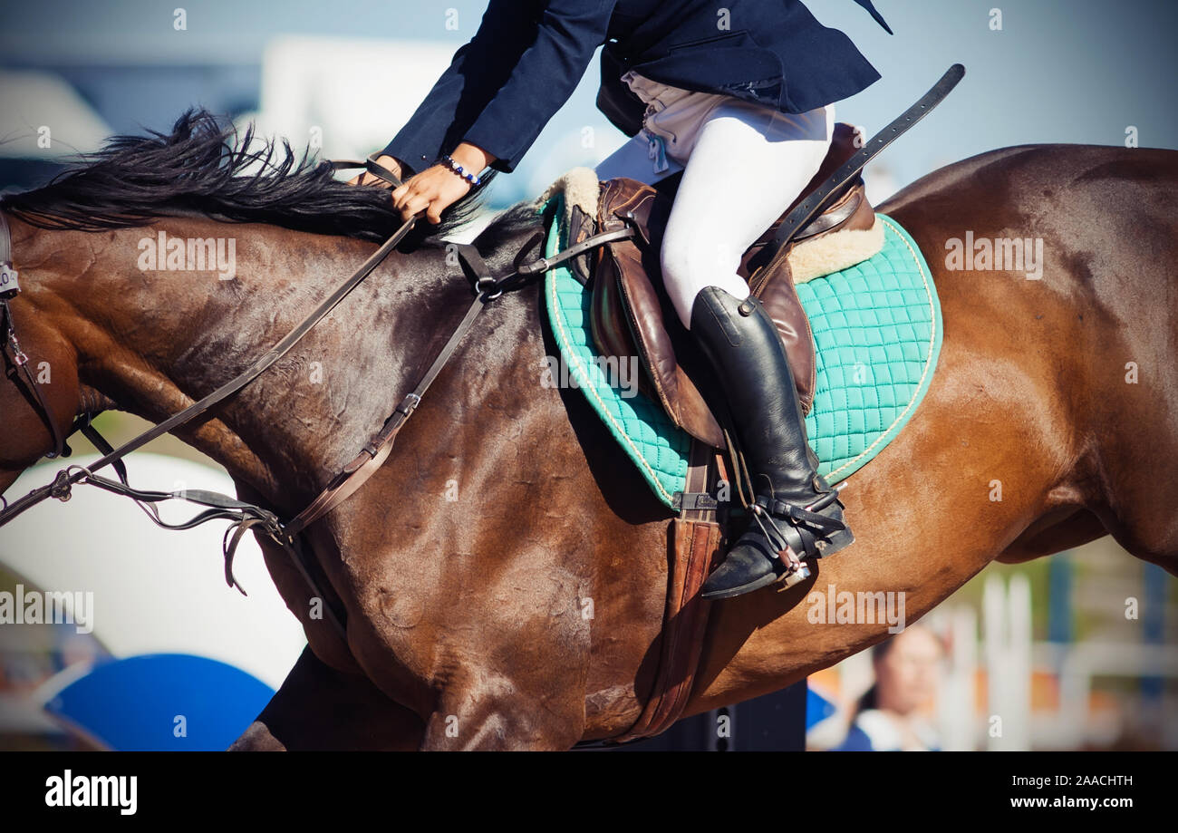 A rider on sits astride a horse in the saddle while the horse is in a ...