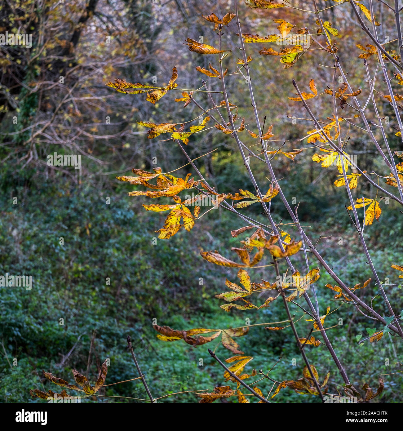 Autumnal leaves on a tree in Colan Woods the overgrown grounds of the ...