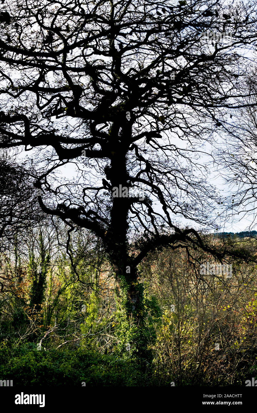 Beech tree silhouette hi-res stock photography and images - Alamy