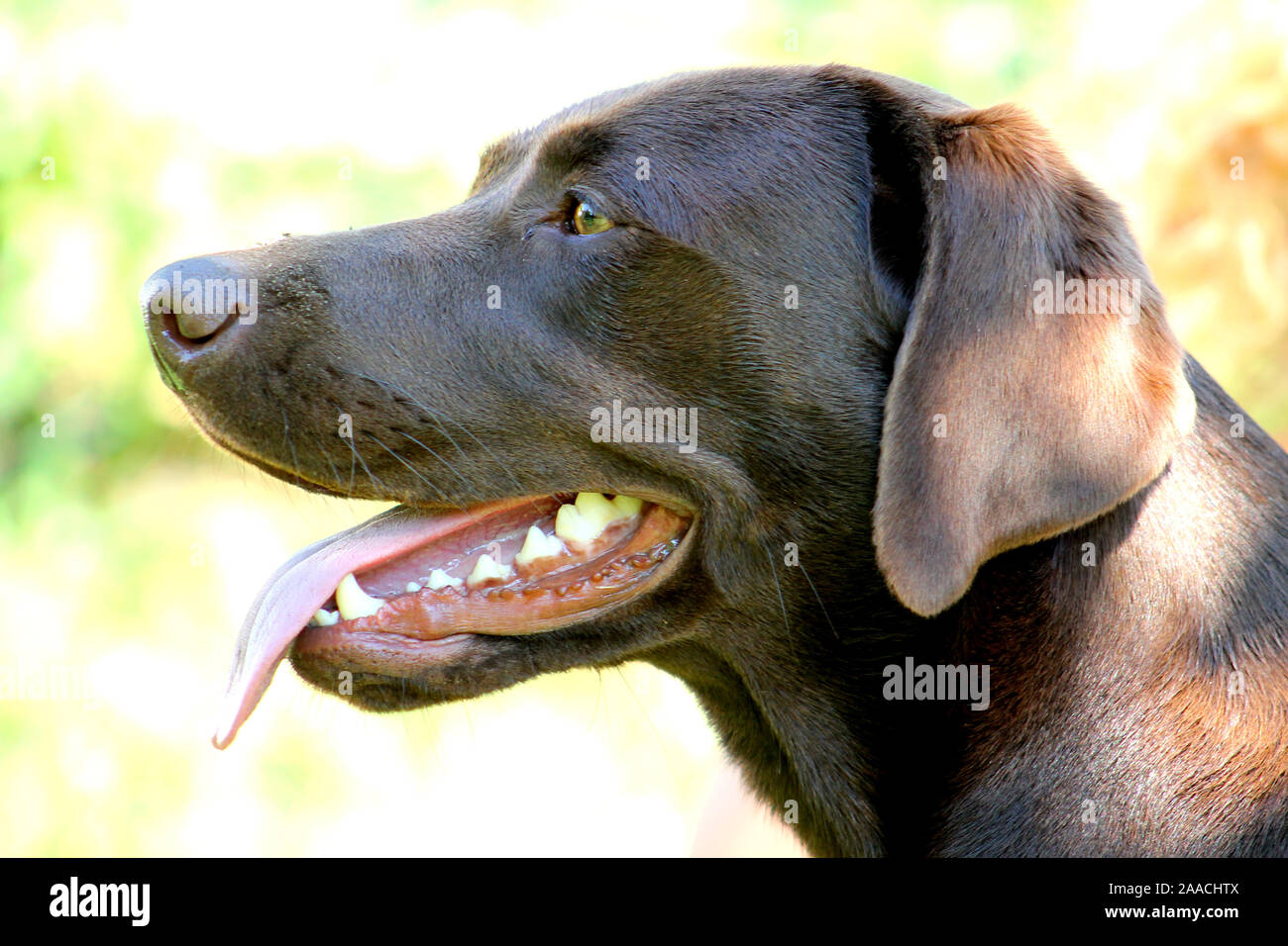 Brown lab gold retriever hi-res stock photography and images - Alamy