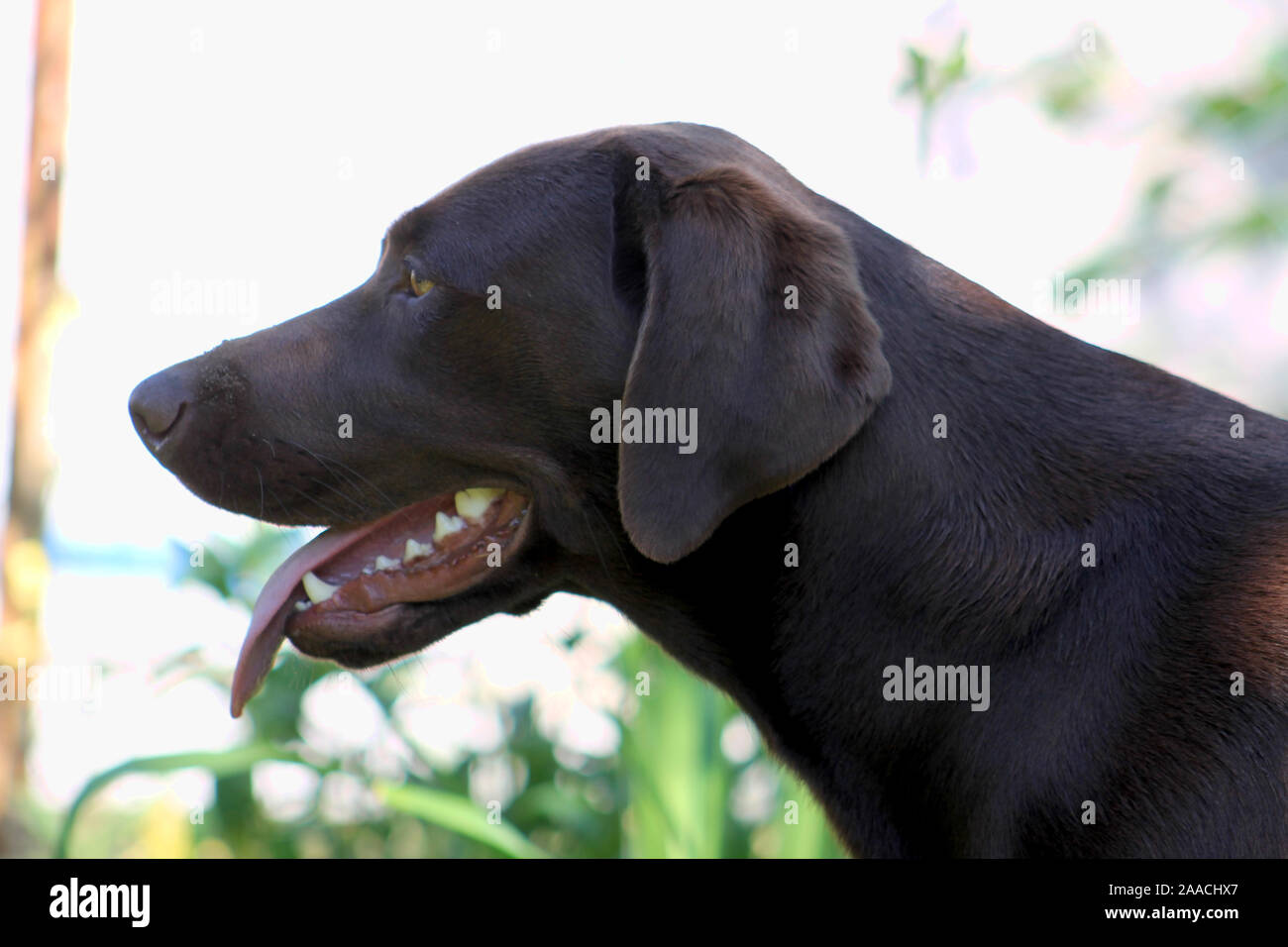 close up of brown labrador head Stock Photo - Alamy