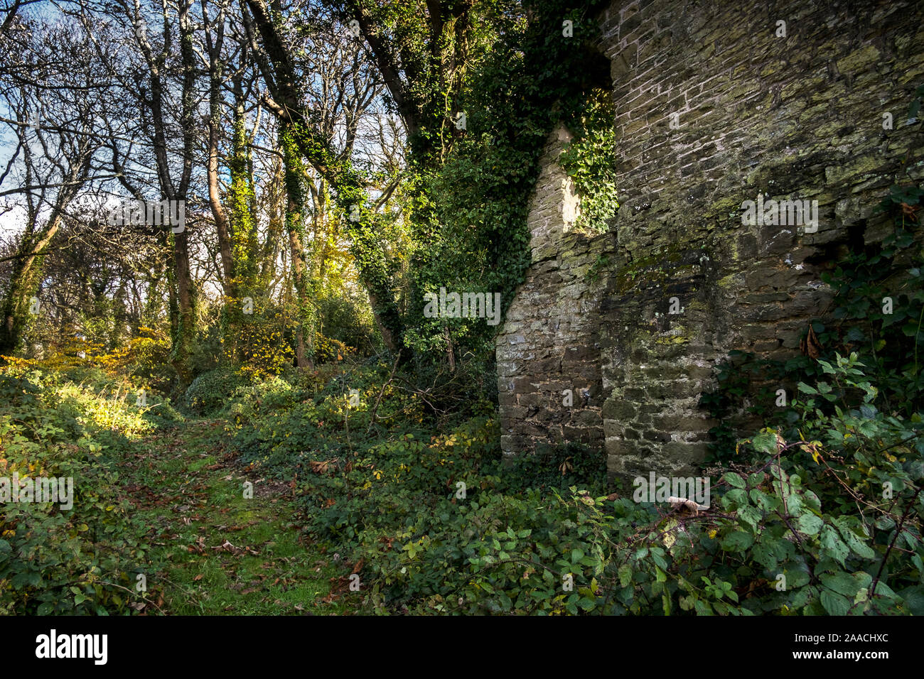 The remains of the Fir Hill Manor House in Colan Woods, the overgrown ...
