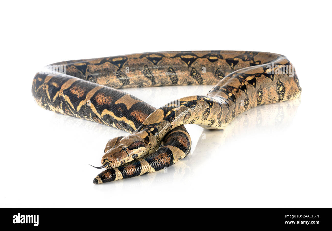 Boa imperator in front of white background Stock Photo - Alamy