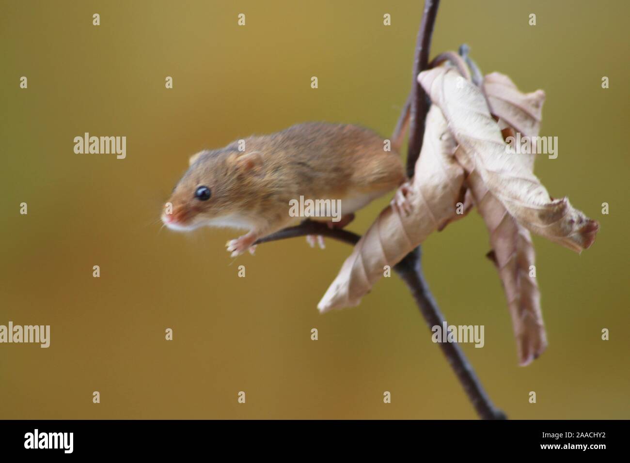 Harvest mice climbing on twigs Stock Photo - Alamy