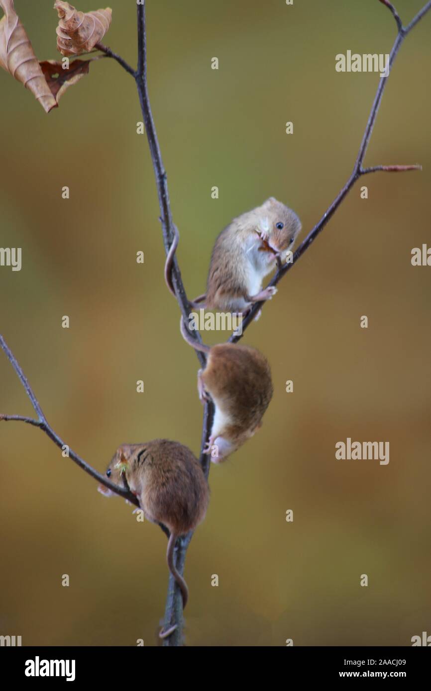 Harvest mice climbing on twigs Stock Photo - Alamy