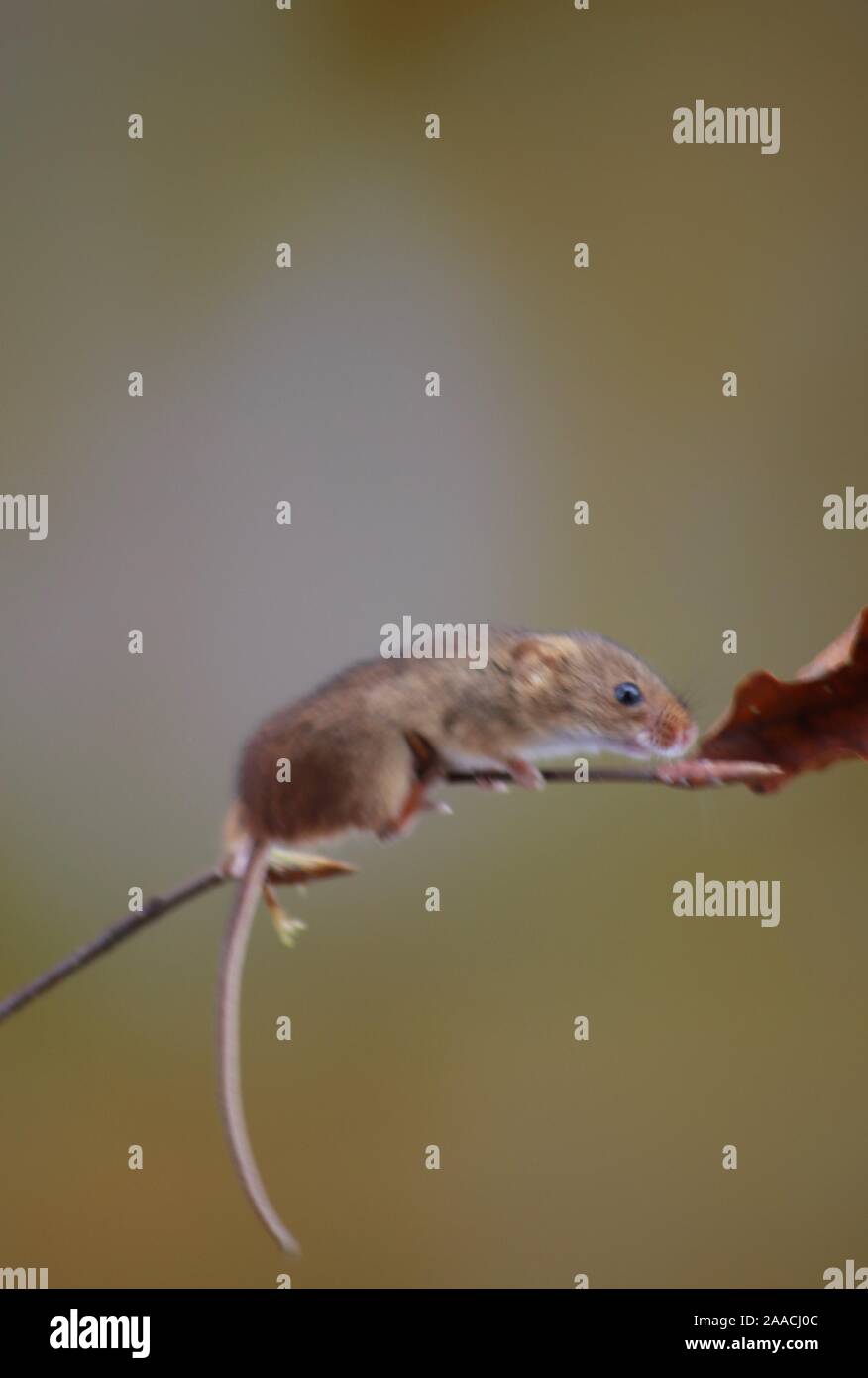 Harvest mice climbing on twigs Stock Photo - Alamy
