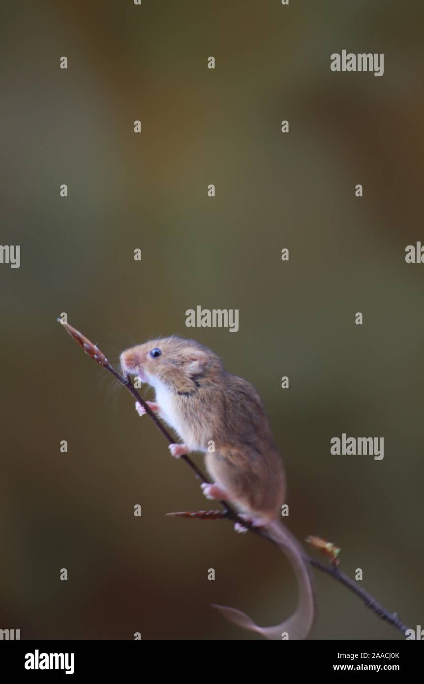 Harvest mice climbing on twigs Stock Photo - Alamy