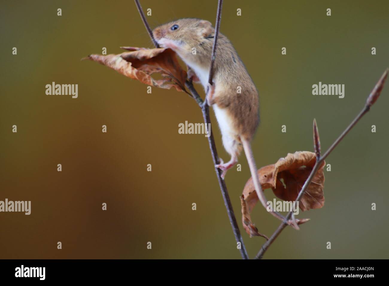Harvest mice climbing on twigs Stock Photo - Alamy