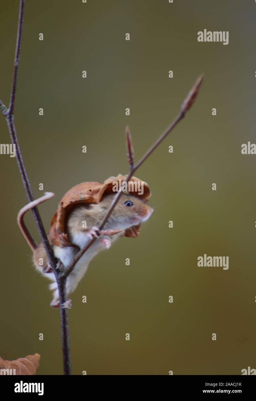 Harvest mice climbing on twigs Stock Photo - Alamy