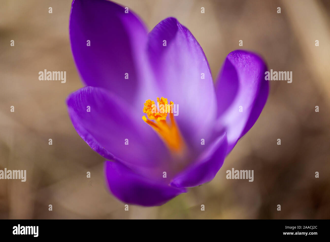 Crocus vernus (Spring Crocus, Giant Crocus from the Velebit mountain in ...