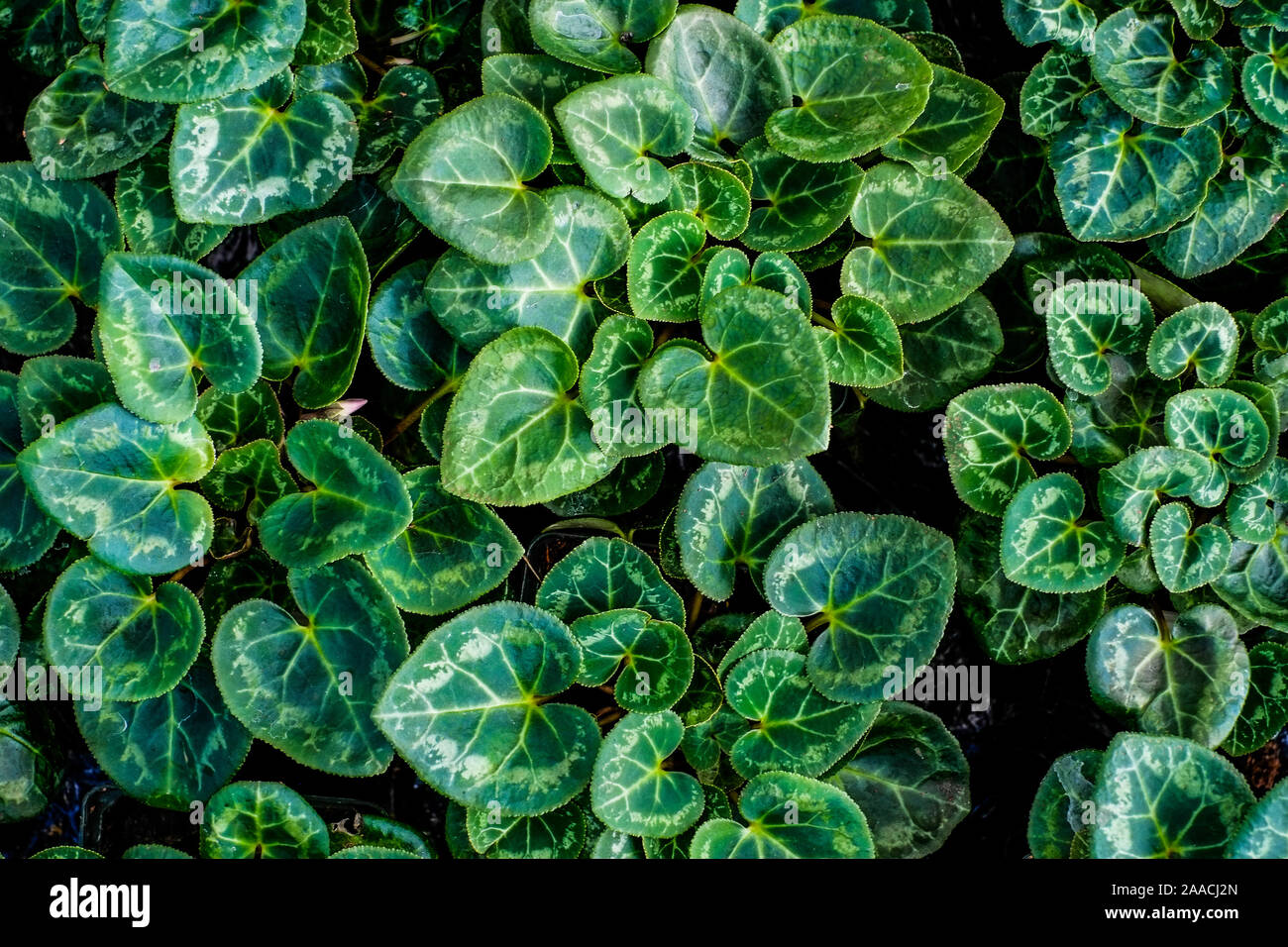 Mini cyclamen plants seen from above Stock Photo - Alamy